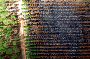 USE CASE: FORESTRY ASSESSMENTS - Scout Aerial Australia